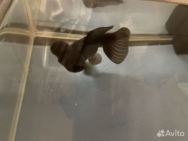 Рыбка Телескоп с аквариумом