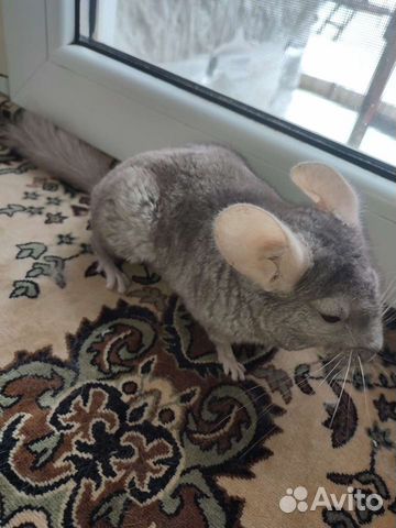 Шиншилла