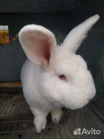 Кролик Белый Паннон