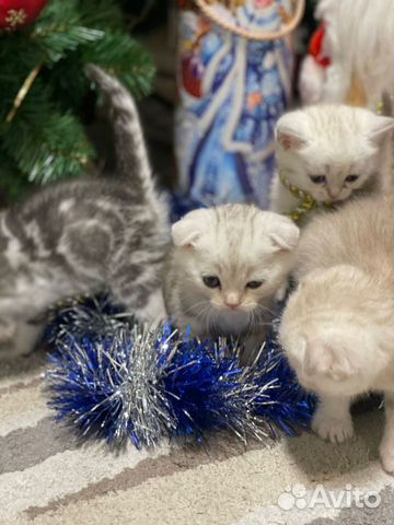 Продаются Шотландские вислоухие котята