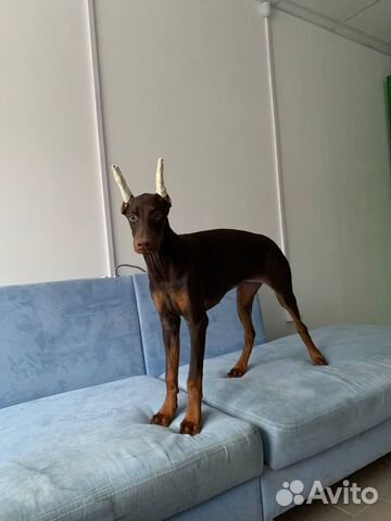 Продам добермана
