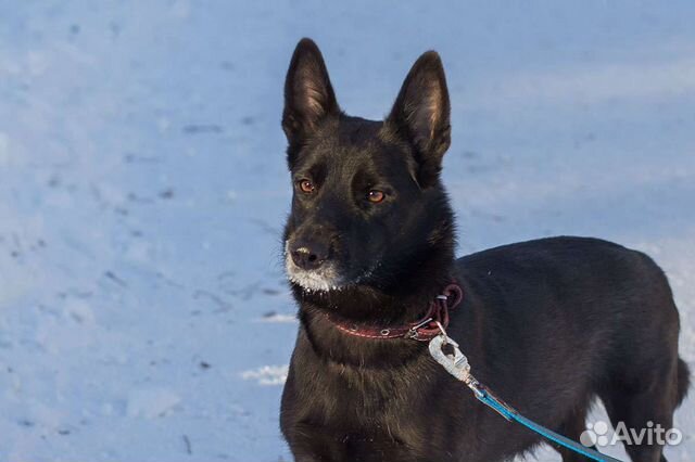 Собака которую предали