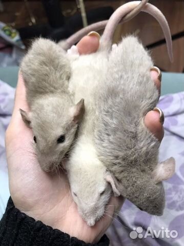 Крысята дамбо вельветины