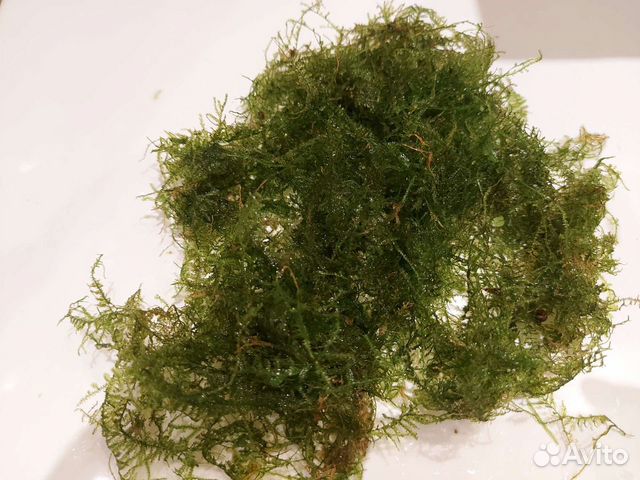 Мох, папоротник, улитки хелена