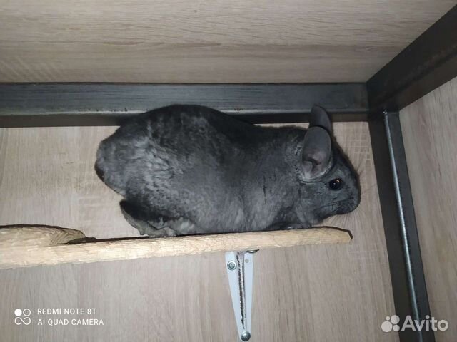 Шиншилла мальчик