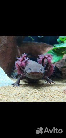 Аксолотль маленький