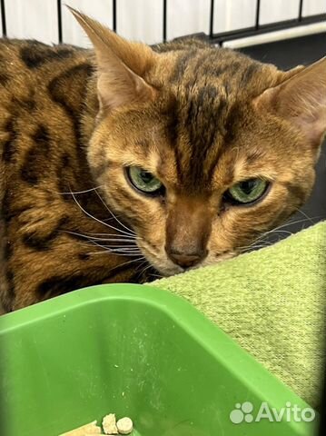 Кошка ищет дом