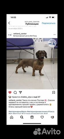 Отдаём в хорошие руки таксу-мальчика