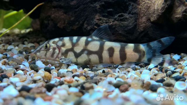 Боция мраморная