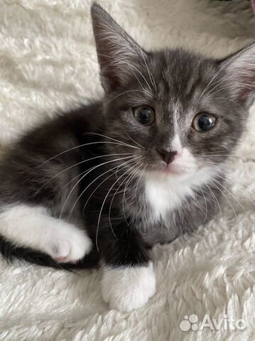 Кошка 2 мес