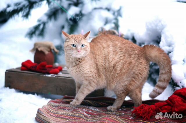 Кот Леопольд