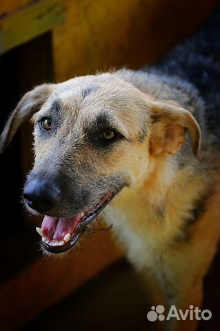 Собака Ласка- надёжный друг для вас