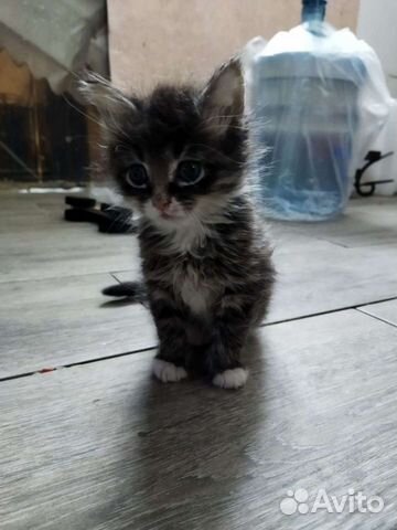 Сибирские котята в добрые руки