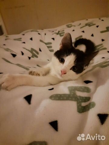 Кошка ласкуша