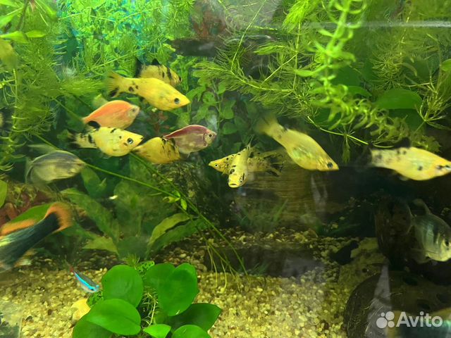 Моллинезия