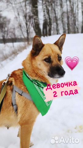 Собака-девочка ищет дом. Спасите