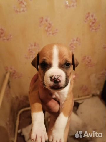 Стаффордширский терьер