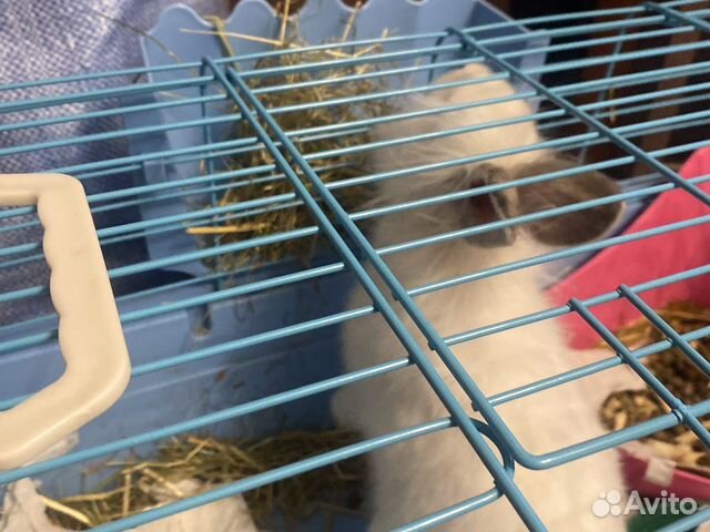 Декоративные кролики