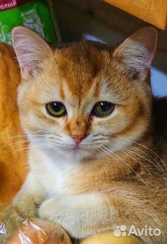 Кот на вязку бесплатно за опыт