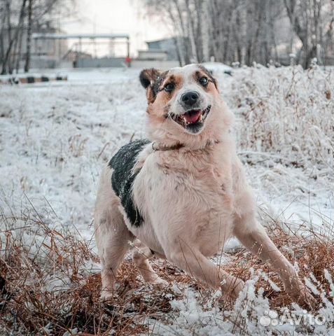 Самая позитивная собака и верный друг