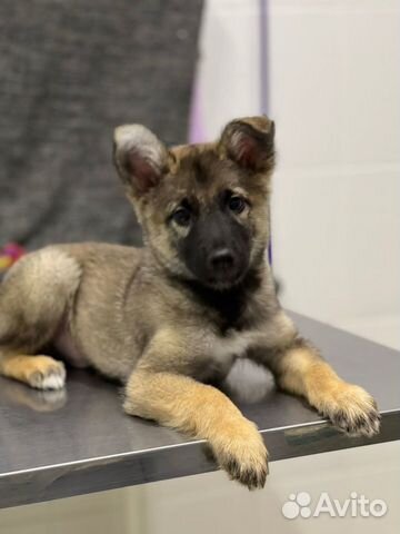 Щенок овчарки Миша в дар