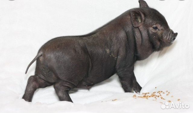 Вьетнамские вислобрюхие поросятки