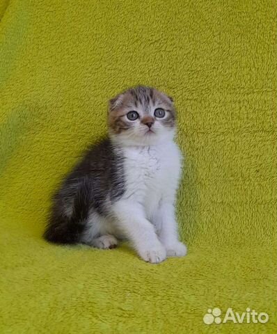 Шотландский вислоухий котик