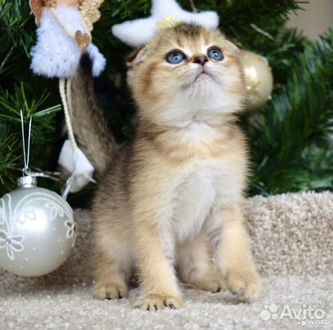 Клубные элитные золотая шиншилла британцы