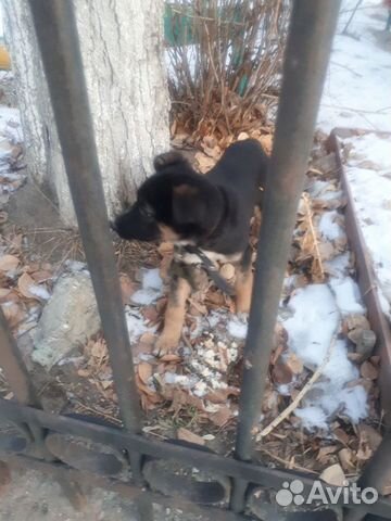 Отдам в добрые руки