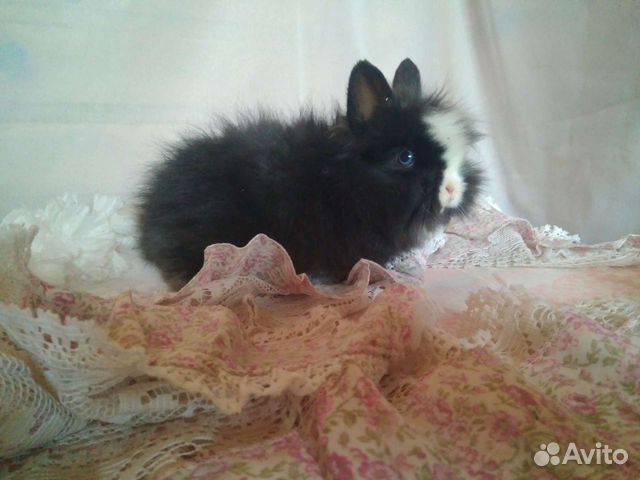 Карликовый крольчонок