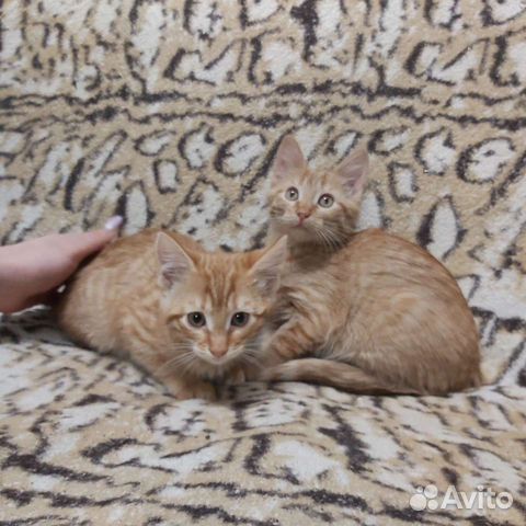 Кошка в дар