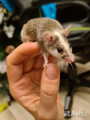 Мастомисы (натальная мышь)