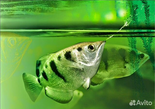 Рыбка брызгун