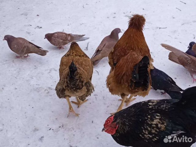 Продажа голубей. Бойные