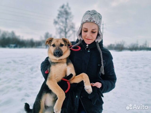 Нежный щенок Лесси (девочка) ищет дом