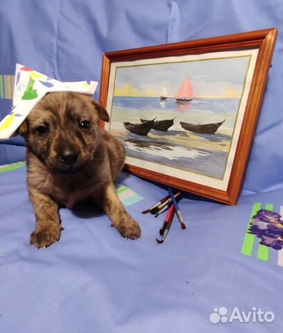 Отдается щенок (мальчик)