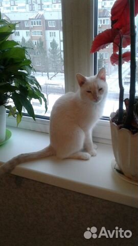 Кошечка Беляночка, 1.5 года