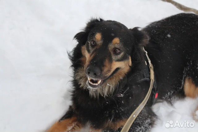 Собака в дар бесплатно