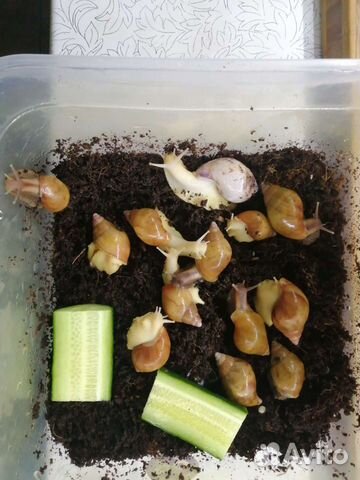 Улитки ахатины бесплатно