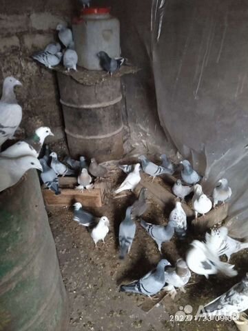 Голубь почтовые спортивные чехи