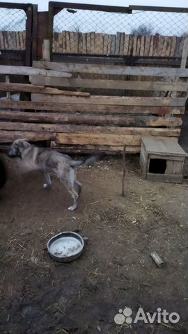 Собака порода постушка