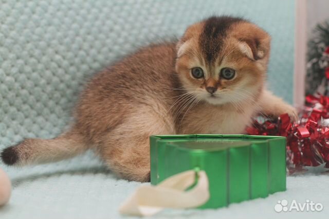 Котик скоттиш фолд