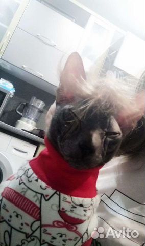 Кот сфинкс (адский сатана)