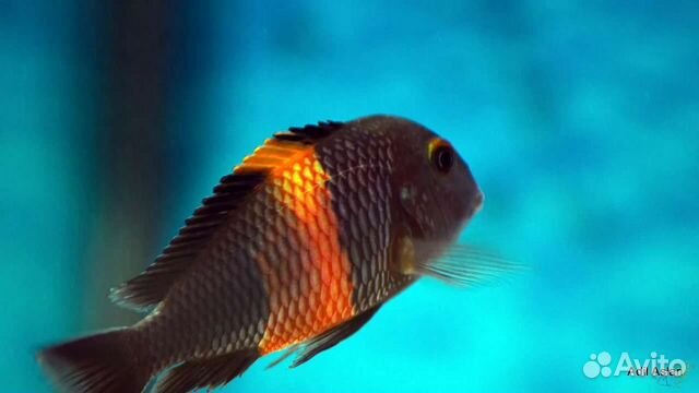 Трофеус бемба