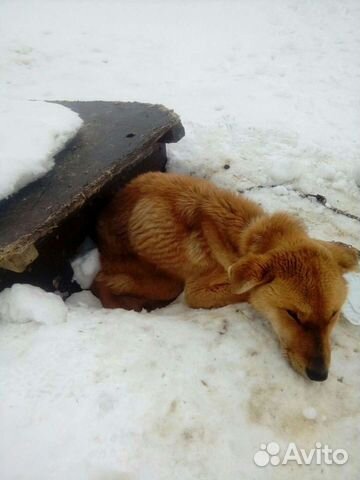 Собака с тяжелой судьбой