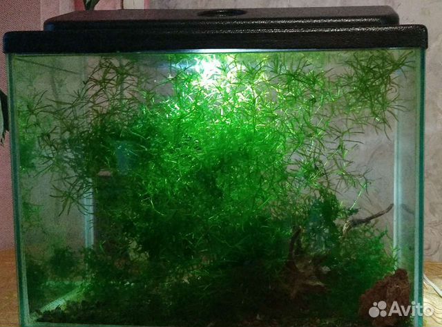 Водоросли для аквариума
