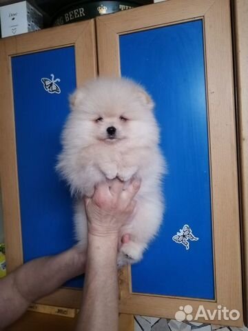 Щенки шпица