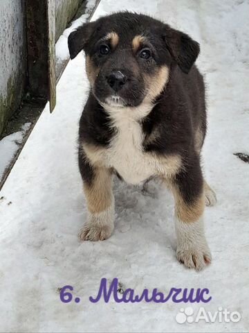 Щенок Микки