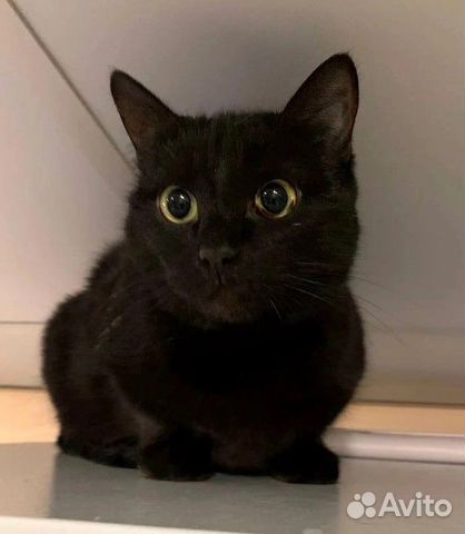 Кошка бесплатно