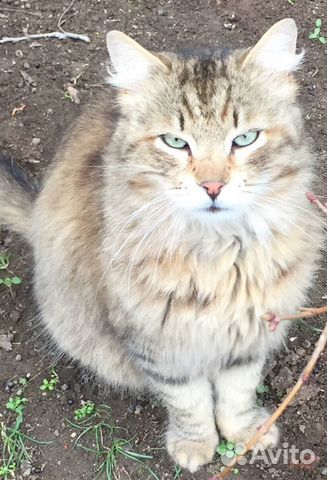 Котик Серик,фенотип сибирской породы